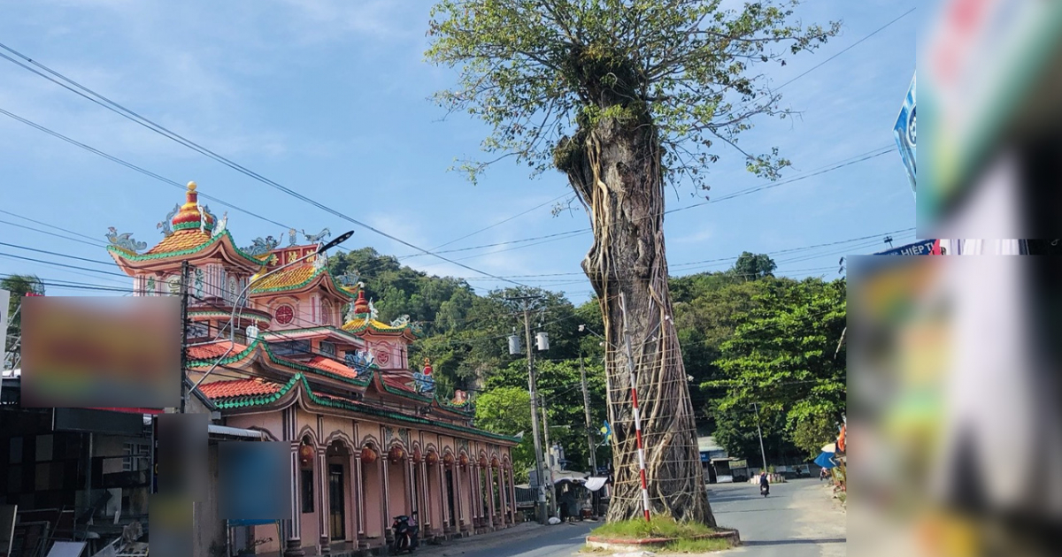 Cây cổ thụ hơn 300 tuổi đứng chắn giữa đường nhưng không ai dám chặt