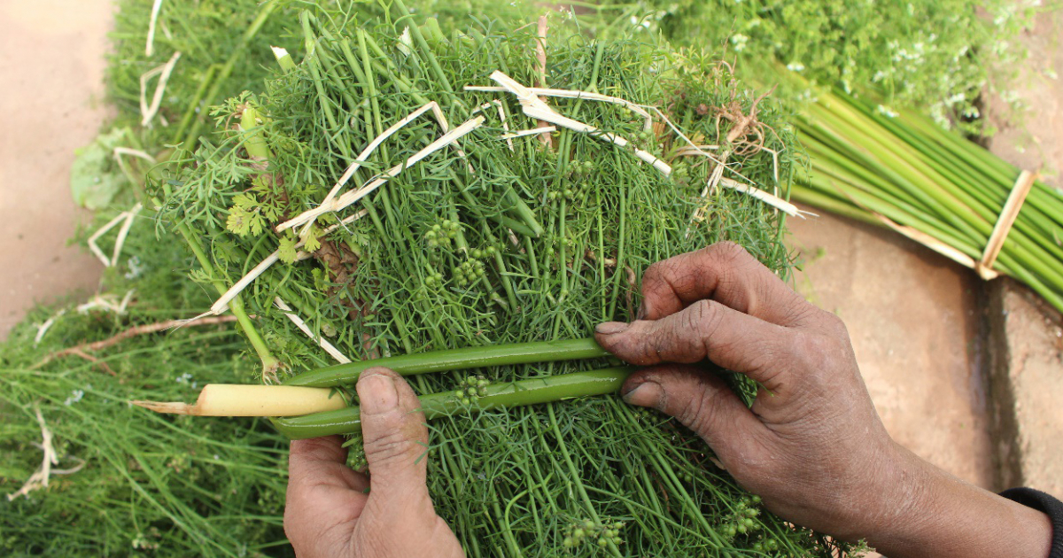 Tắm lá mùi già là phong tục truyền thống dịp Tết, nhưng ai tuyệt đối ...