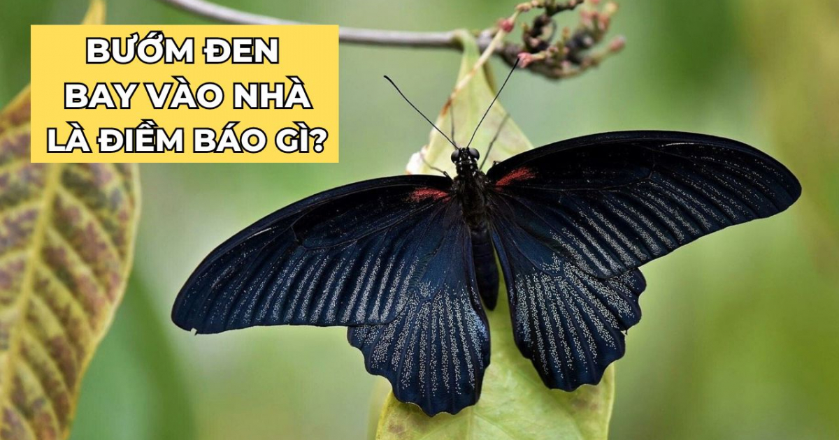 Bướm đen bay vào nhà là tốt hay xấu? Ý nghĩa phong thủy thế nào?