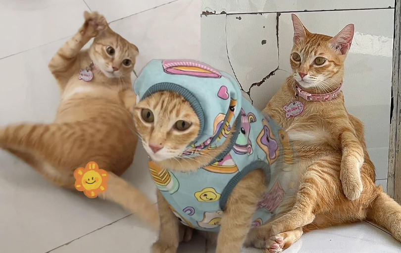 Sức hút của Mỹ Diệu - idol 'tóp tóp' có dáng ngồi 'l.ủng tường' gây bão ...