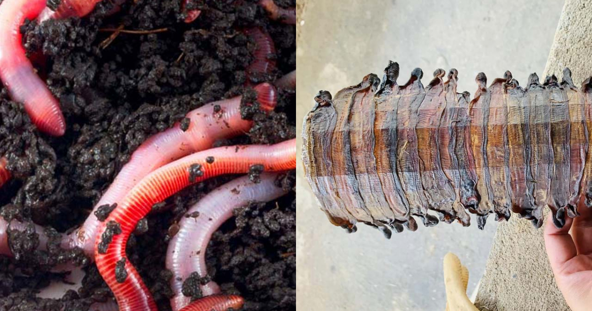 Vì sao Trung Quốc săn lùng rồng đất Việt Nam, 1,5 triệu/kg vẫn mua?