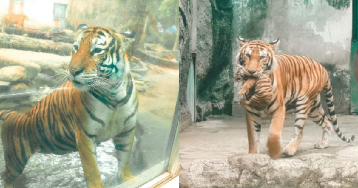 Vì sao 2 hổ con Bengal cực quý hiếm ở Thảo Cầm Viên Sài Gòn được đặt ...