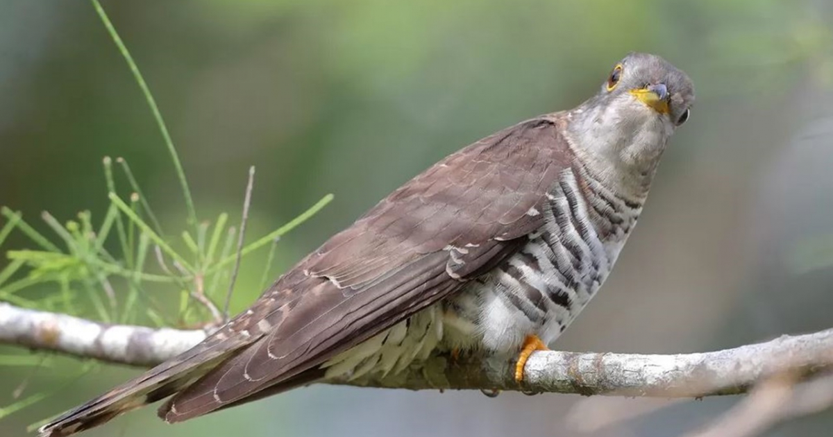 Bí ẩn loài chim biết nói ở Việt Nam, mỗi người lại nghe thành 1 câu ...